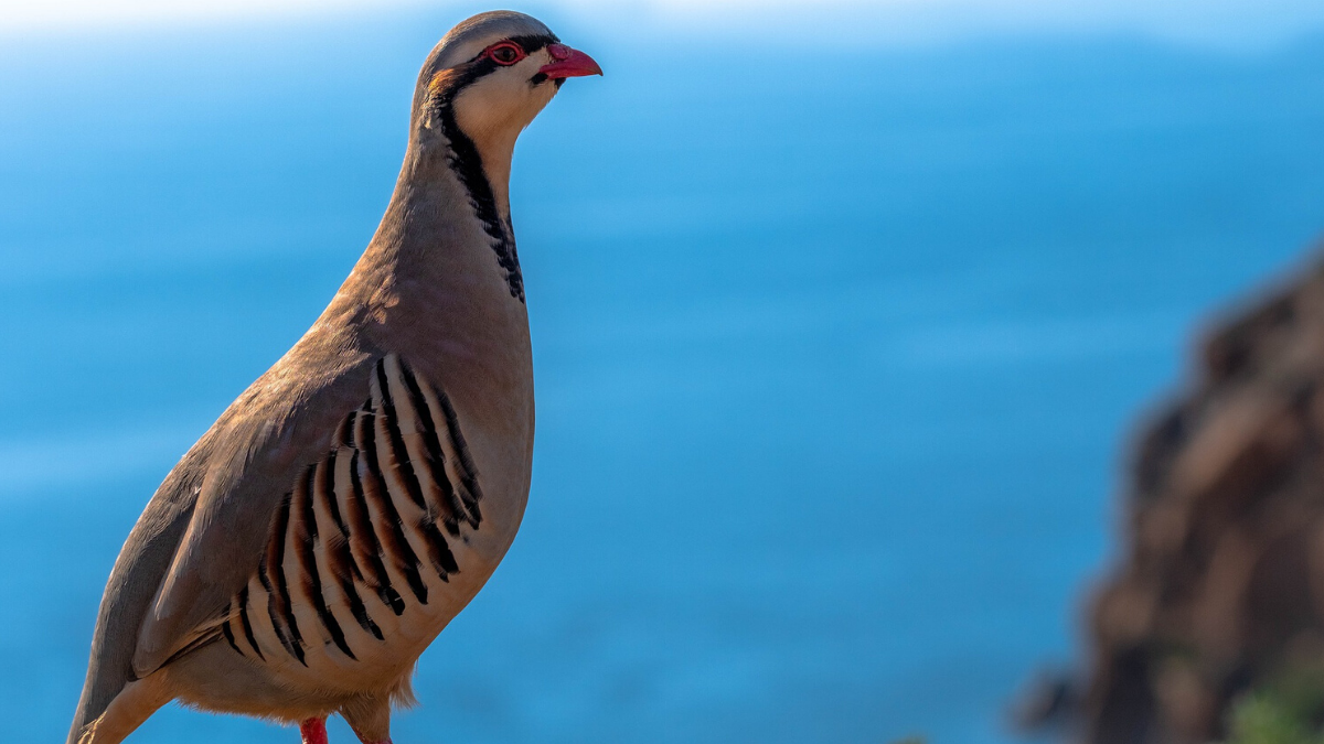 Etymology of KABK (partridge) in Persian | ASPIRANTUM
